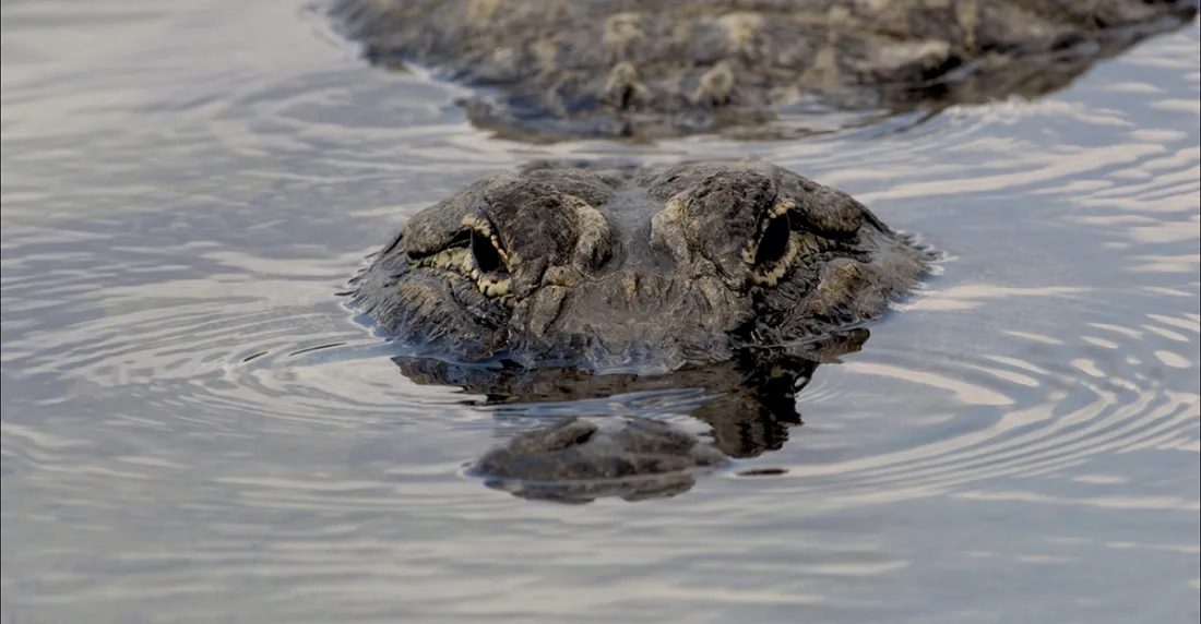 "Alcatraz de los caimanes", la nueva cárcel para migrantes en los ...