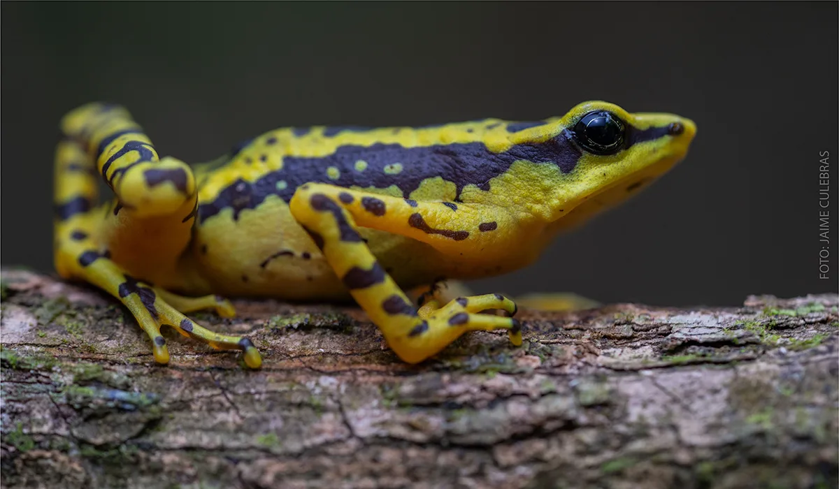 El sapito rayado necesita tus clicks: ayuda a una especie en peligro ...
